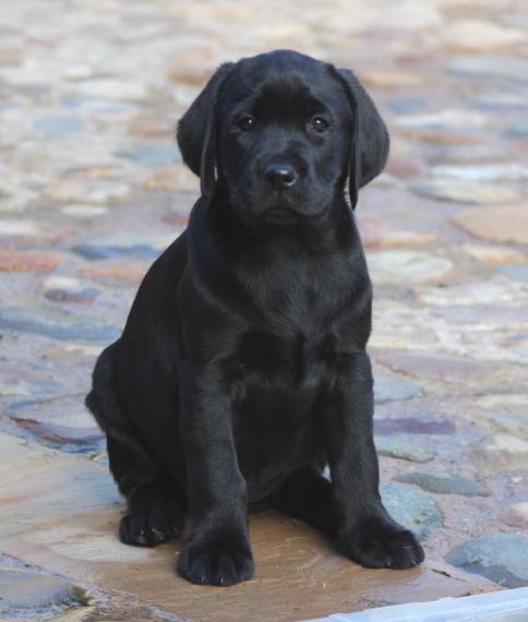 Working Labrador Puppies - Welcome to Fenway Labrador Retreivers