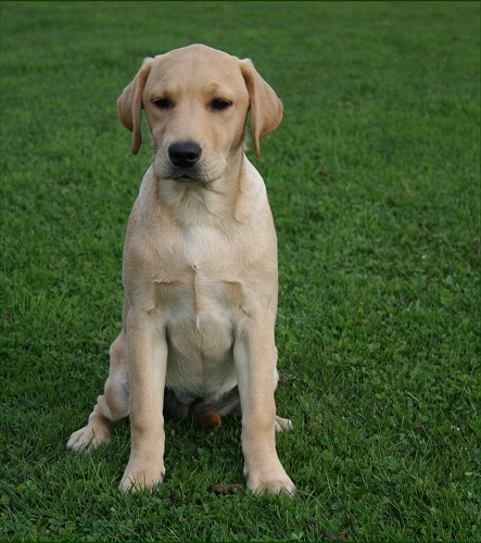Fenway Working Labradors - Breed and Trained UK Labradors