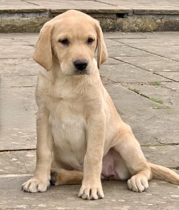 Home - Welcome to Fenway Labradors Gundog Breeders & Trainers UK