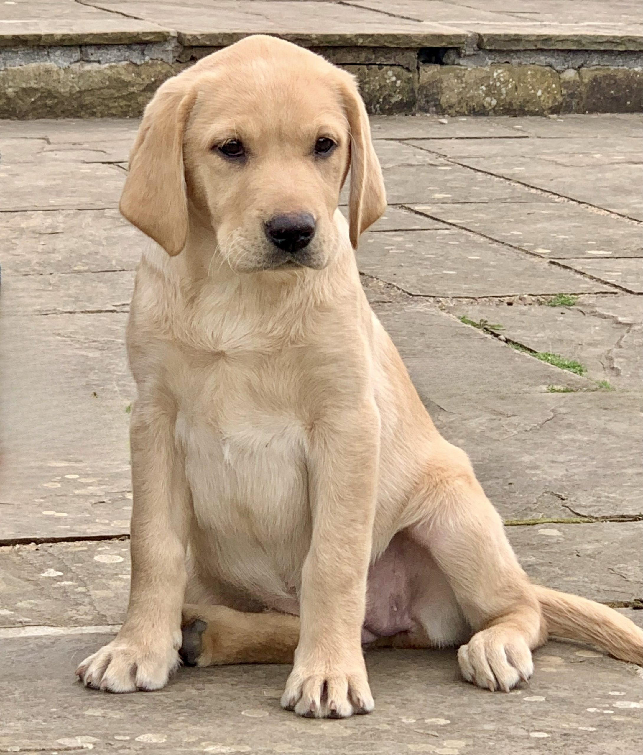 Working Labrador Puppies - Welcome to Fenway Labrador Retreivers