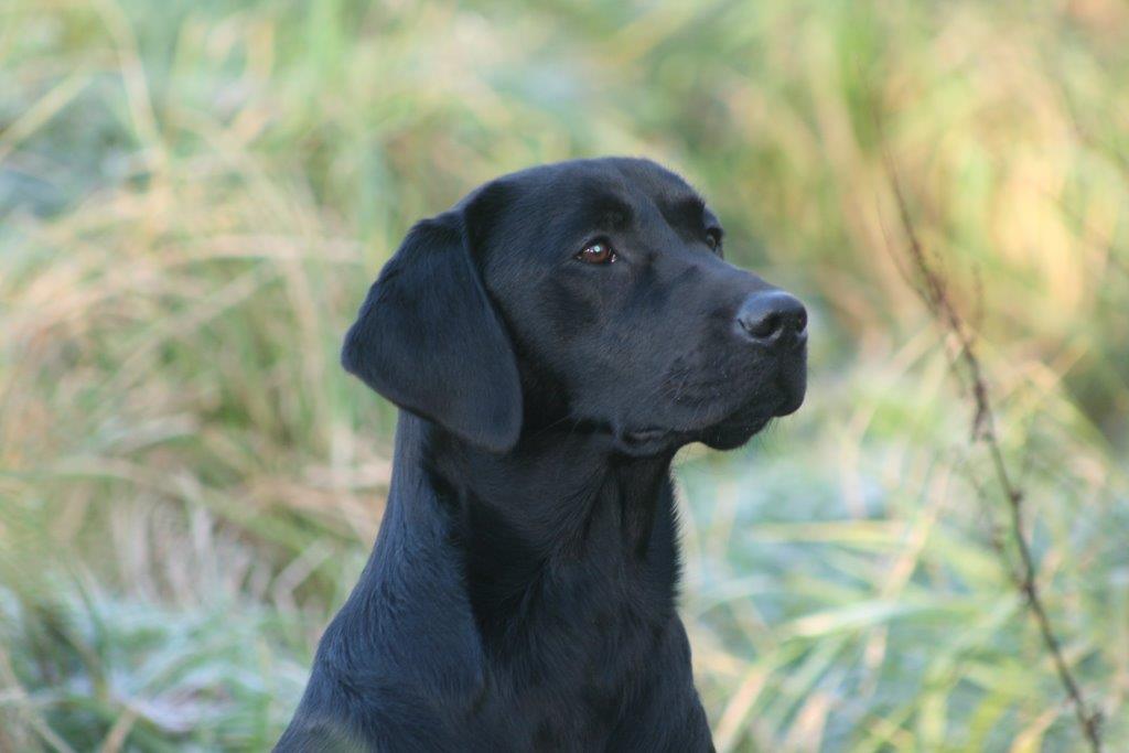 Fenway Willow Grouse - 7mo - Welcome to Fenway Labrador Retrievers