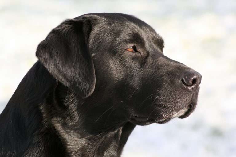 The Fenway Ethos - Welcome to Fenway Labrador Retrievers
