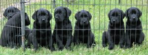 Home - Welcome to Fenway Labradors Gundog Breeders & Trainers UK