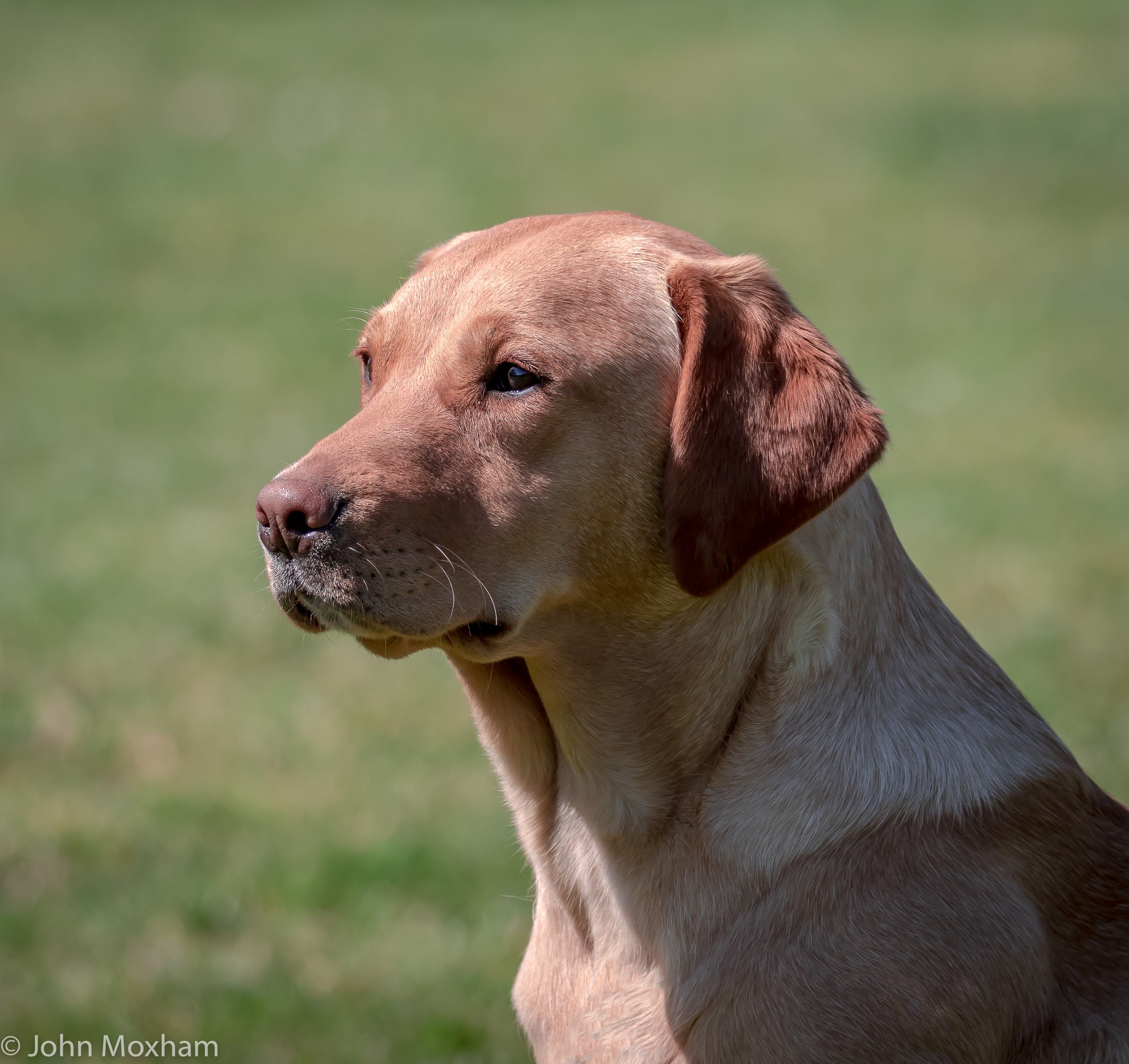 MELLOW HEAD - Welcome to Fenway Labrador Retrievers