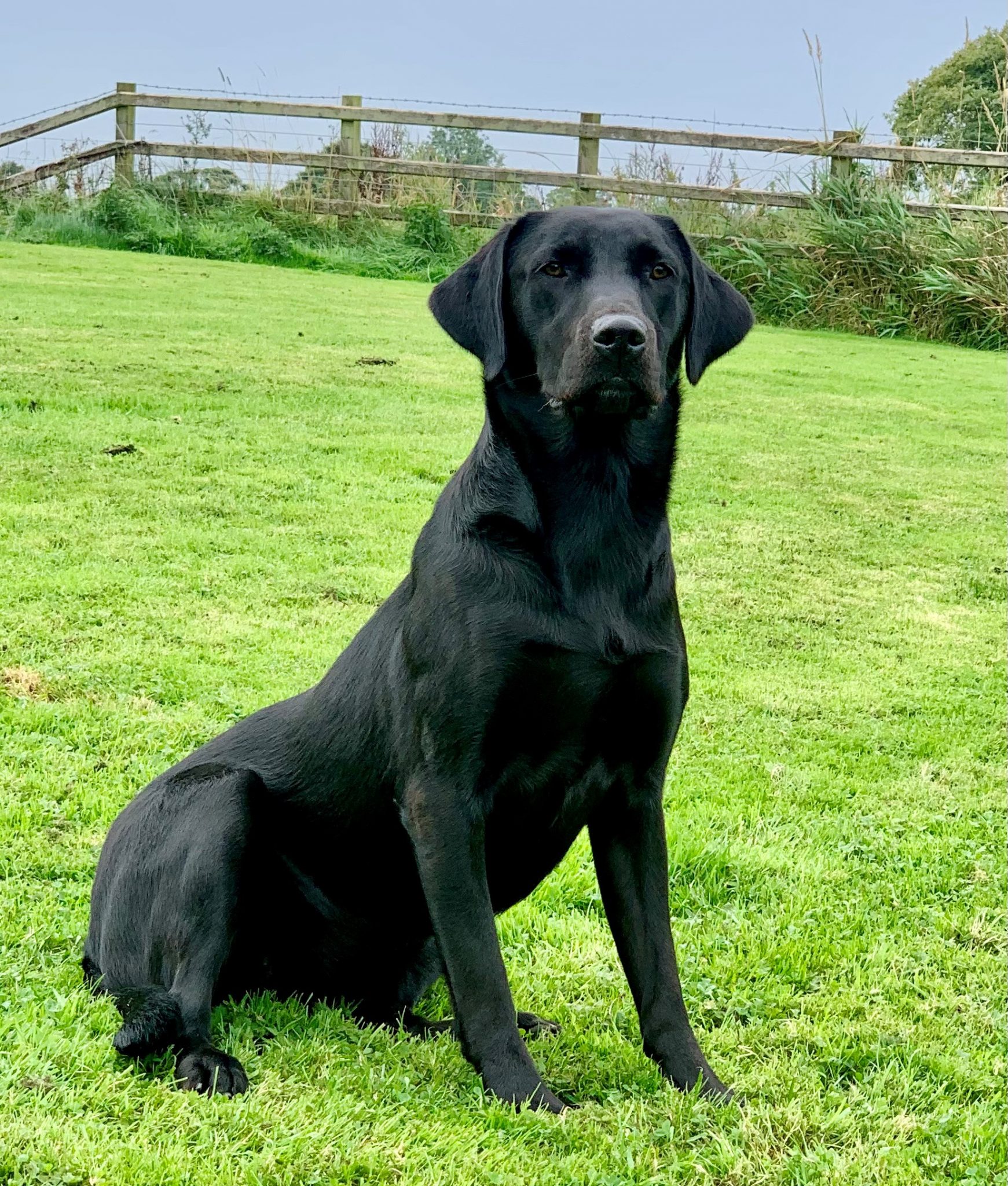Fenway Working Labradors - Breed and Trained UK Labradors