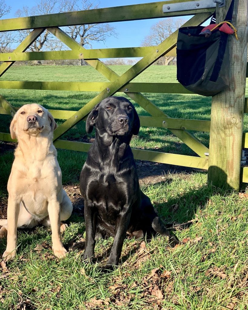Home - Welcome to Fenway Labradors Gundog Breeders & Trainers UK