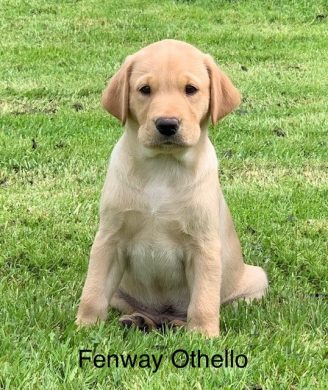 Home - Welcome to Fenway Labradors Gundog Breeders & Trainers UK