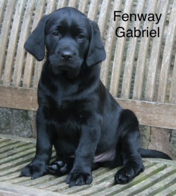 Home - Welcome to Fenway Labradors Gundog Breeders & Trainers UK