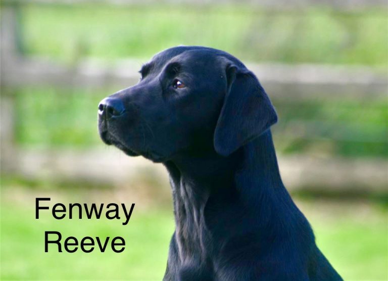 Home - Welcome to Fenway Labradors Gundog Breeders & Trainers UK