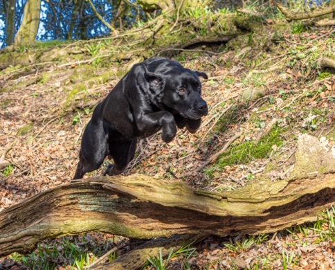 Home - Welcome to Fenway Labradors Gundog Breeders & Trainers UK