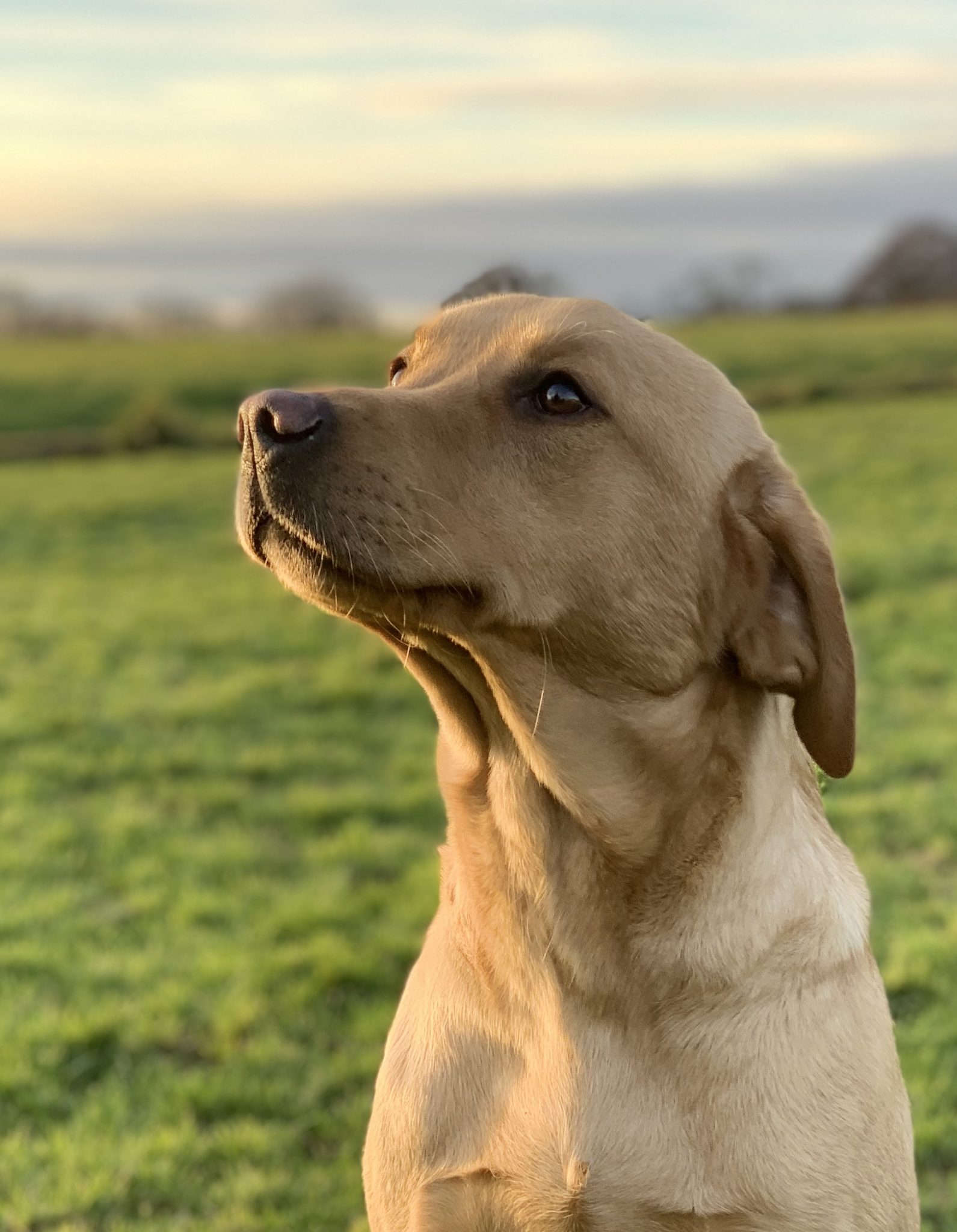 Fenway Working Labradors - Breed and Trained UK Labradors