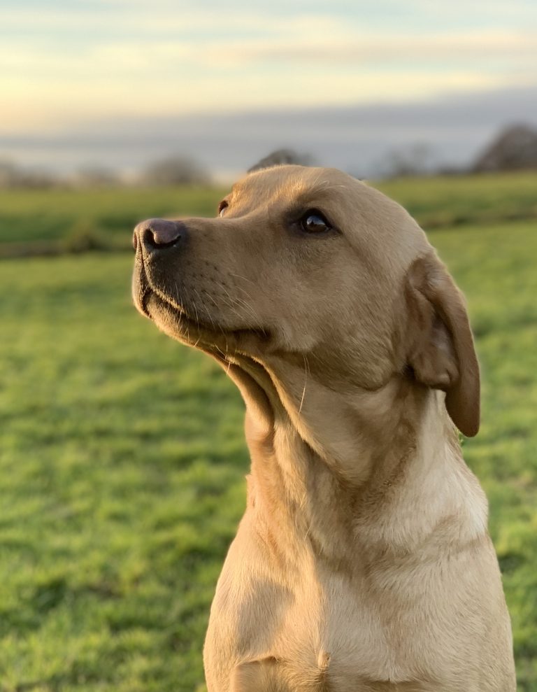 Fenway Working Labradors - Breed and Trained UK Labradors