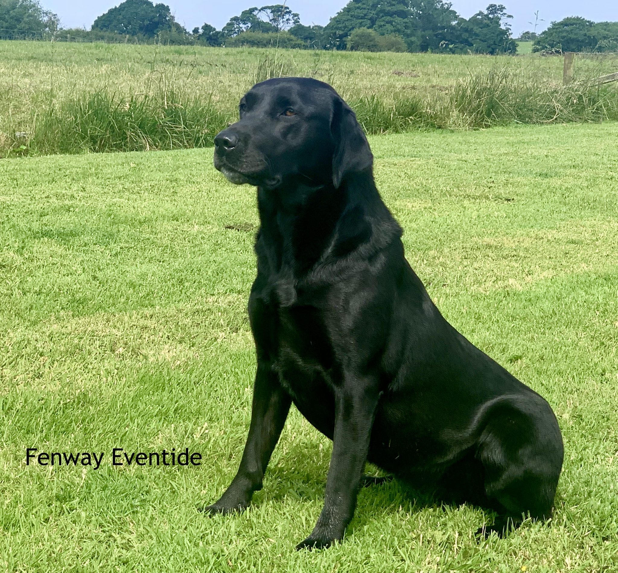 Home - Welcome to Fenway Labradors Gundog Breeders & Trainers UK