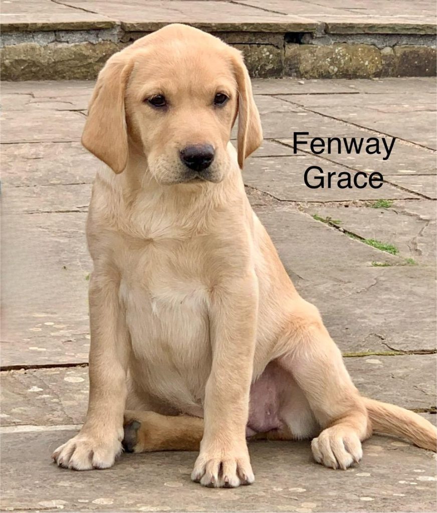 Home - Welcome to Fenway Labradors Gundog Breeders & Trainers UK