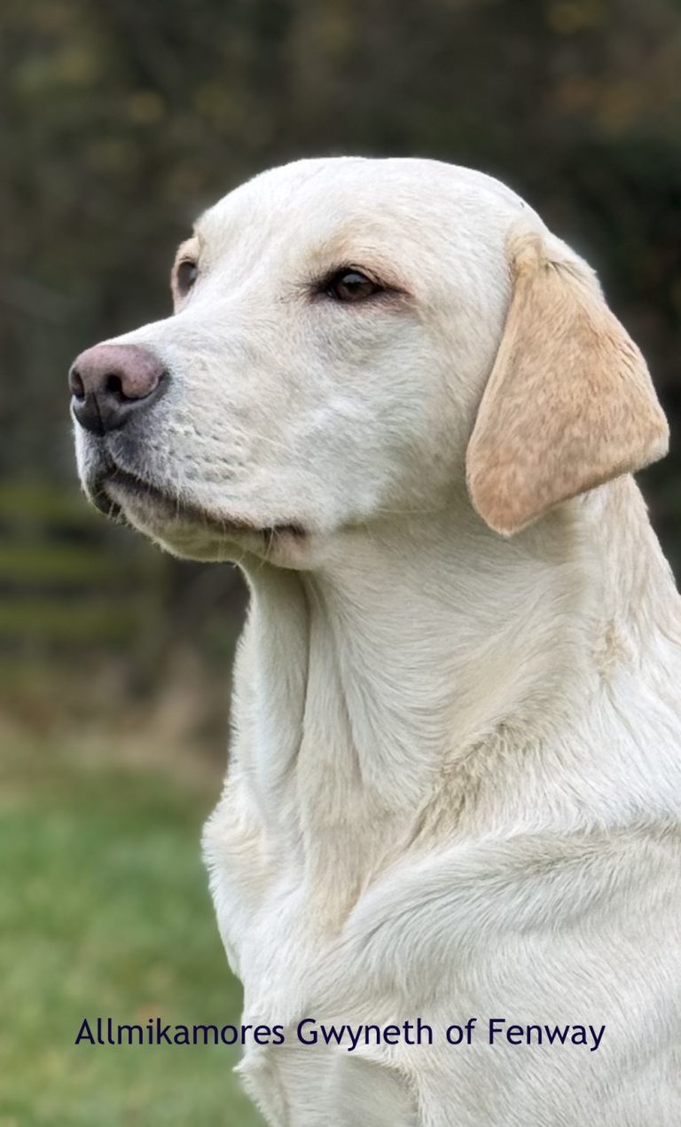 Home - Welcome to Fenway Labradors Gundog Breeders & Trainers UK