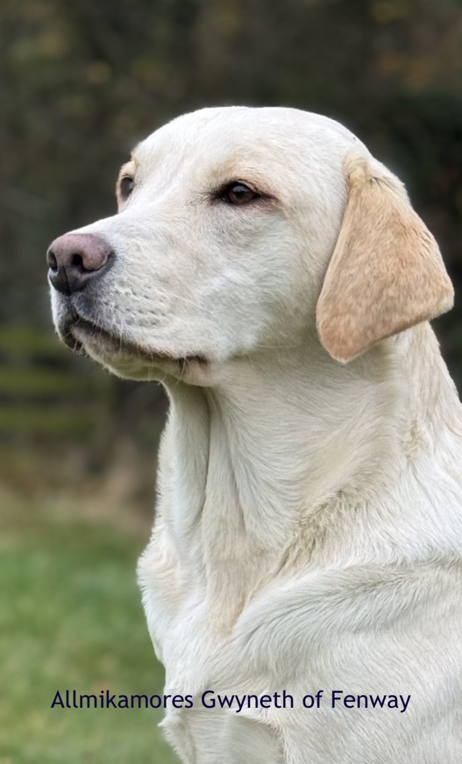 Home - Welcome to Fenway Labradors Gundog Breeders & Trainers UK